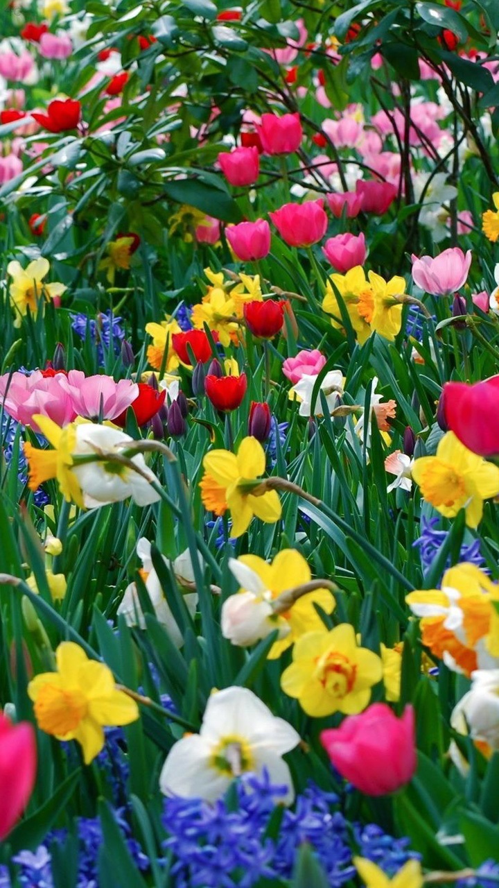 Spring Smartphone Wallpapers - Wallpaper Cave