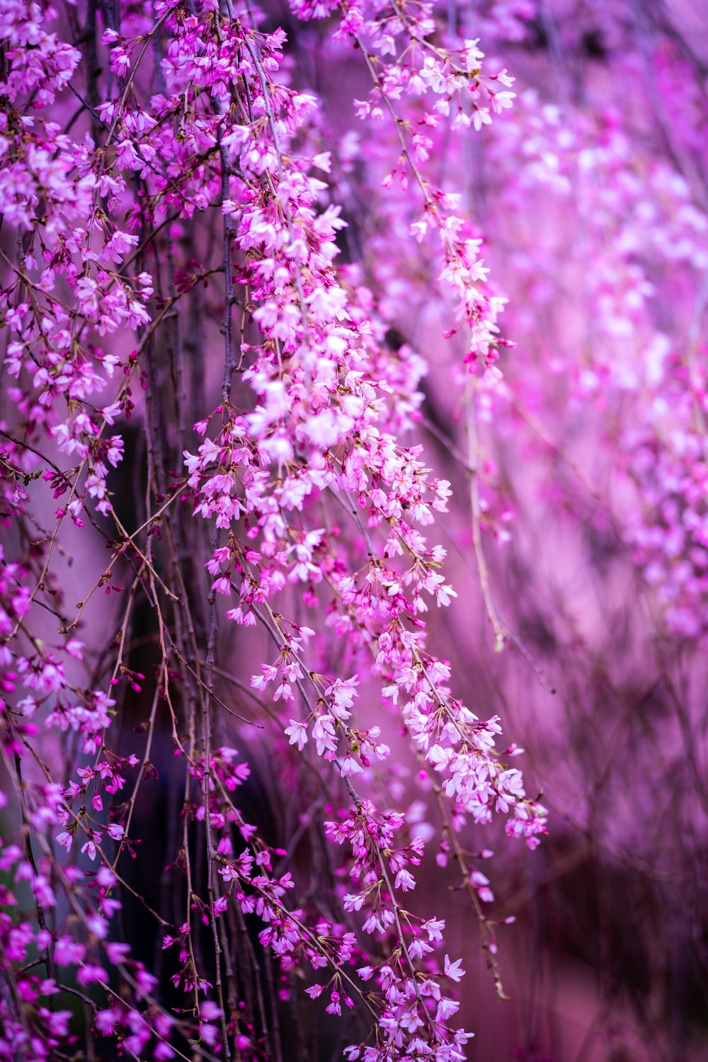 Purple Flowers Spring Wallpapers - Wallpaper Cave