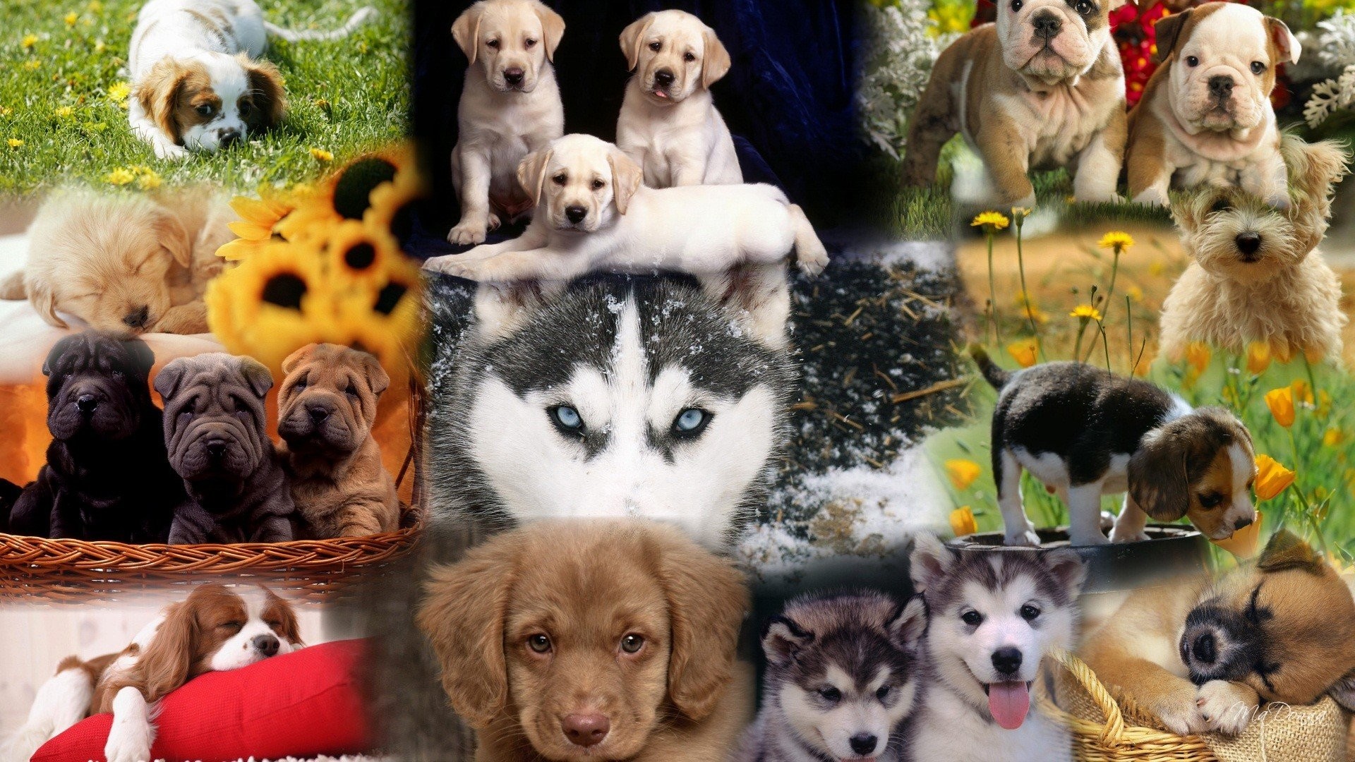 Puppy Collage Wallpapers - Wallpaper Cave