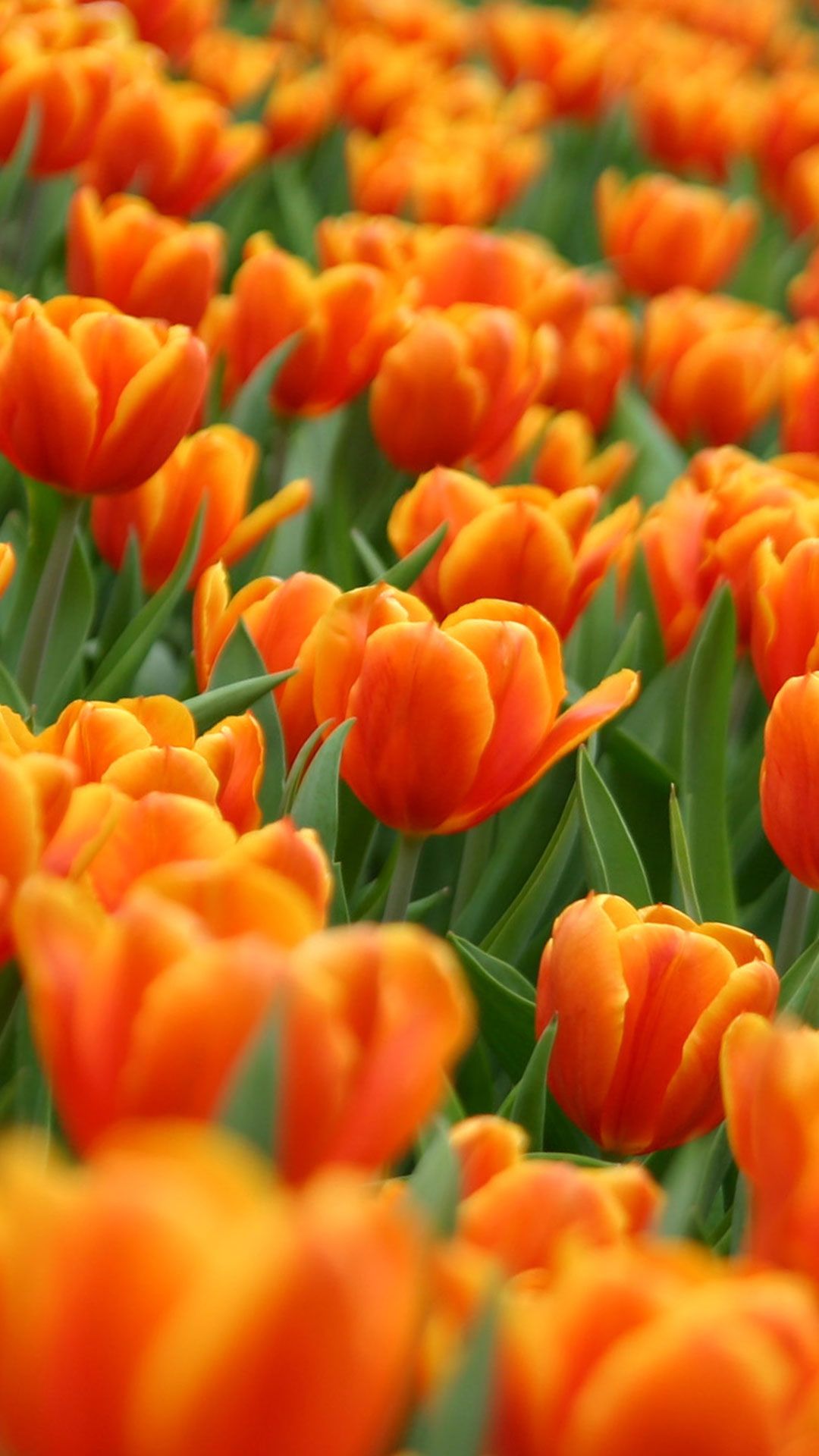 Orange Spring Wallpapers - Wallpaper Cave