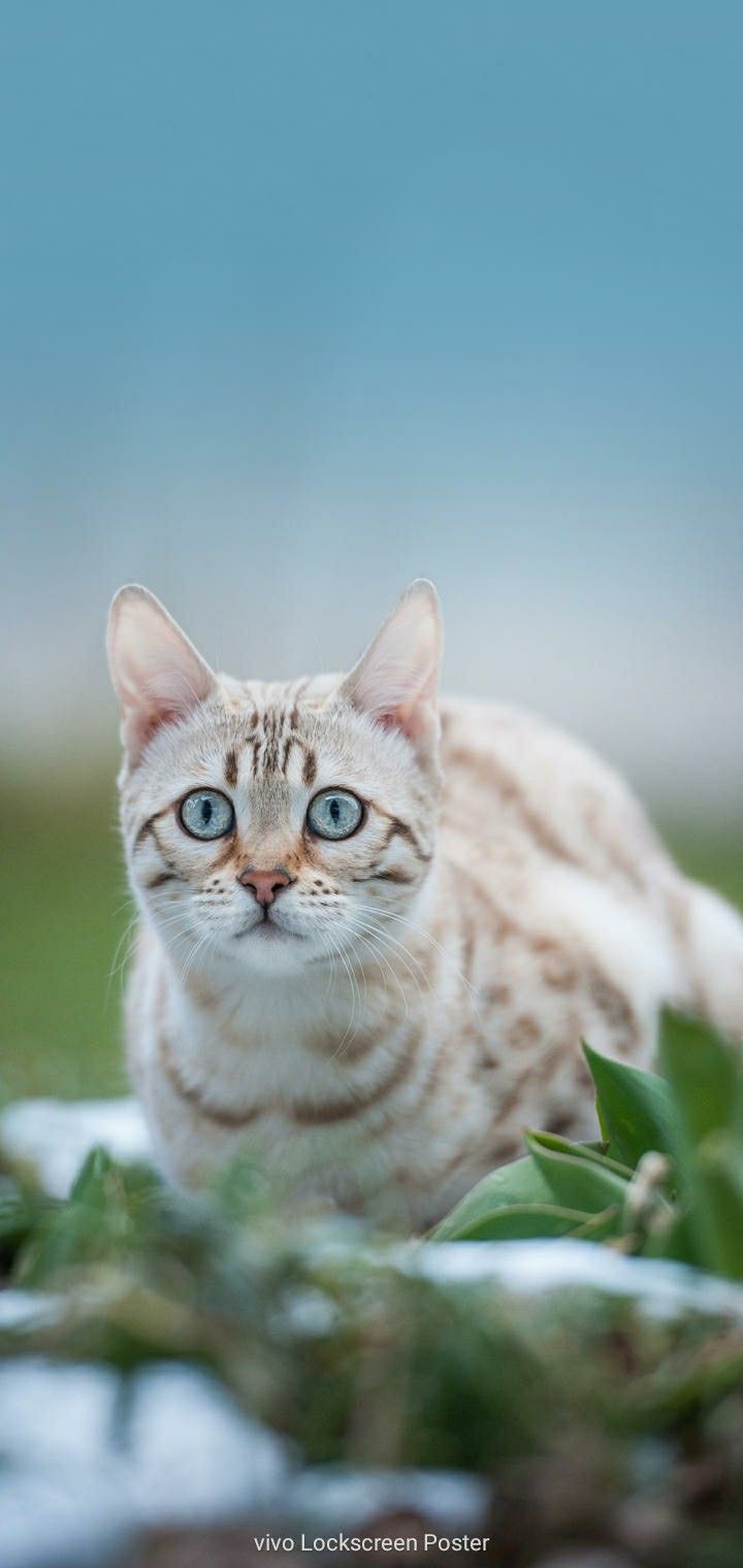 Indoor Animals Wallpapers - Wallpaper Cave