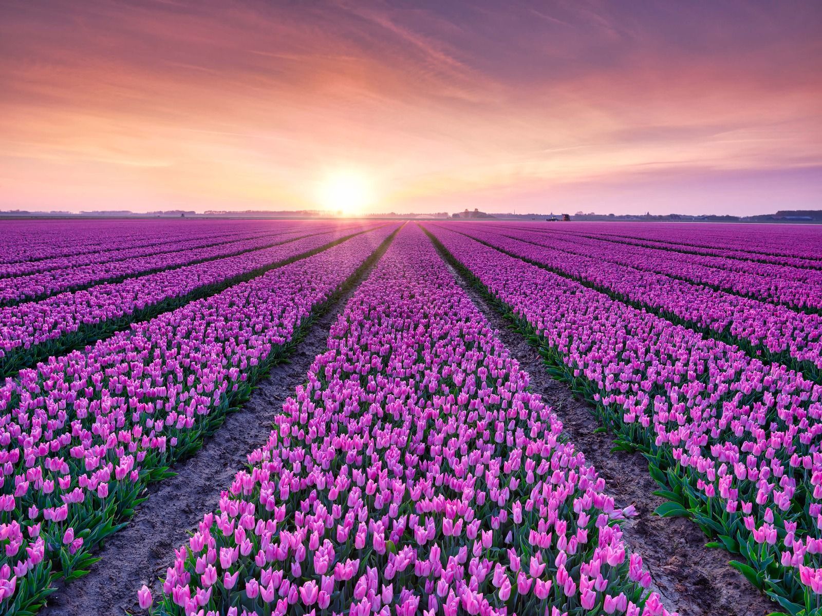 Tulip Field At Dawn Wallpapers - Wallpaper Cave
