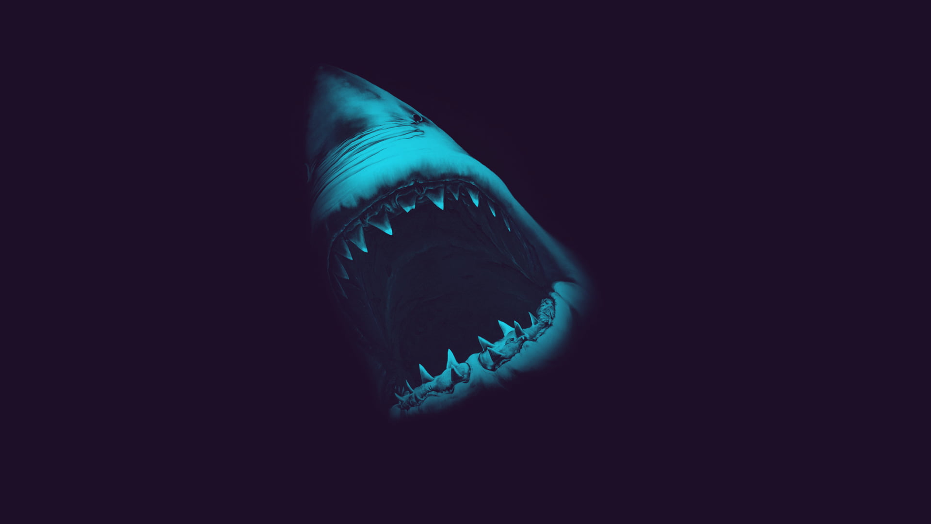 Big Shark Wallpapers - Wallpaper Cave