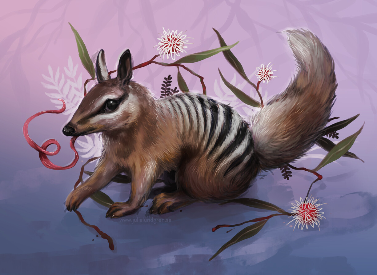 Numbat Wallpapers - Wallpaper Cave