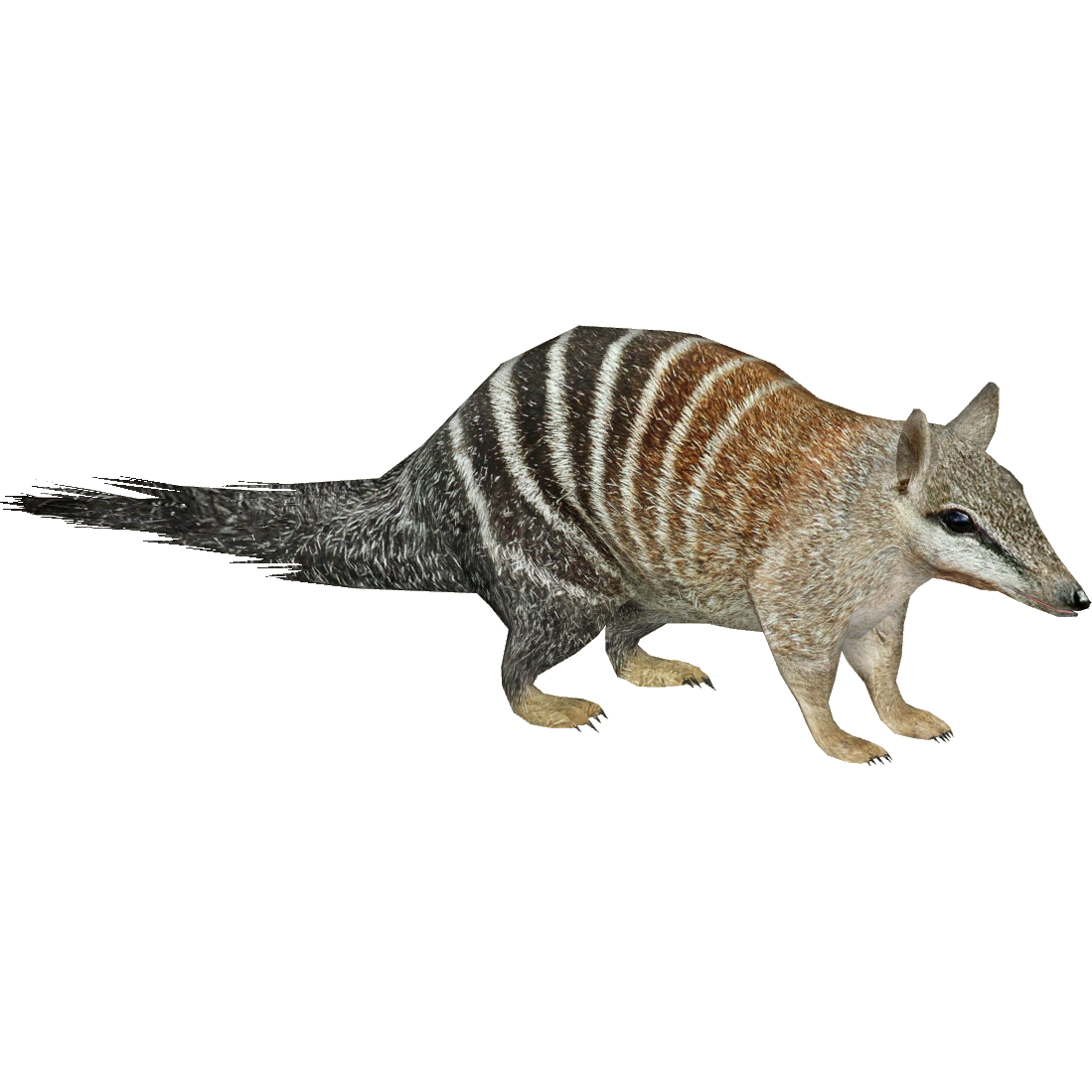 Numbat Wallpapers - Wallpaper Cave