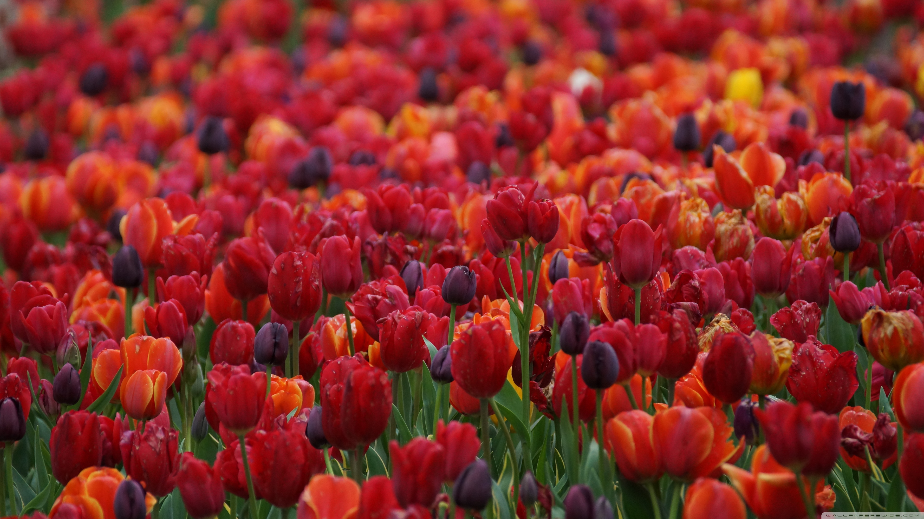 Colour Spring Wallpapers - Wallpaper Cave