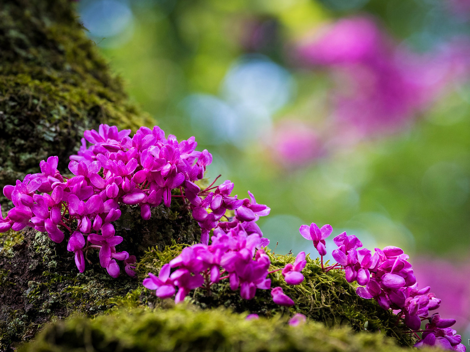 Colour Spring Wallpapers - Wallpaper Cave