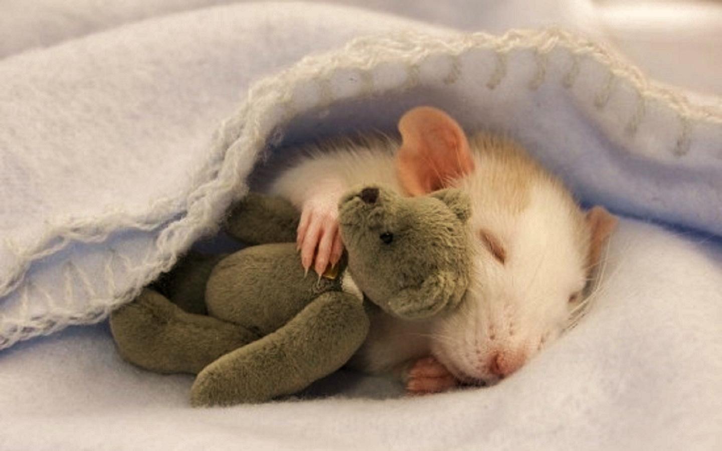 Baby Rats Wallpapers - Wallpaper Cave