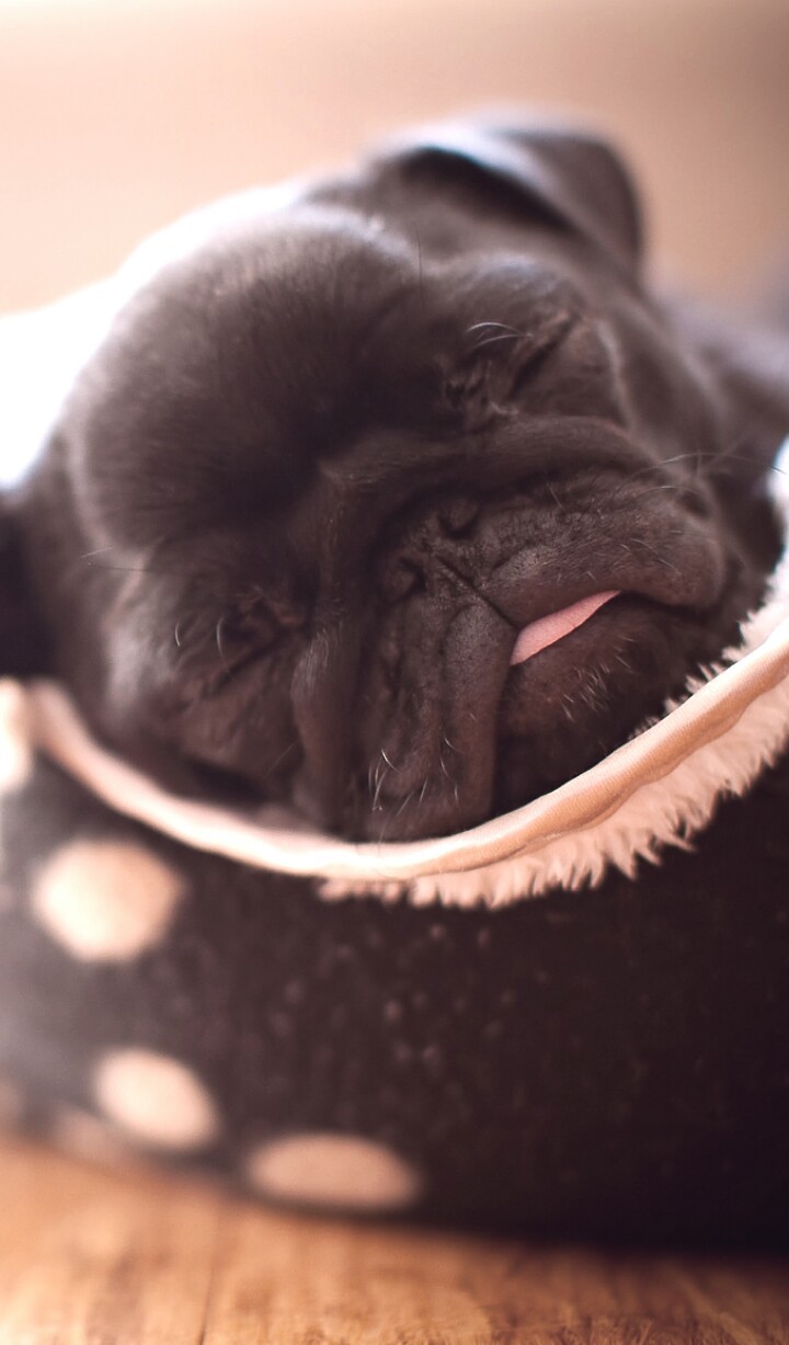 Cute Baby Pugs Wallpapers - Wallpaper Cave