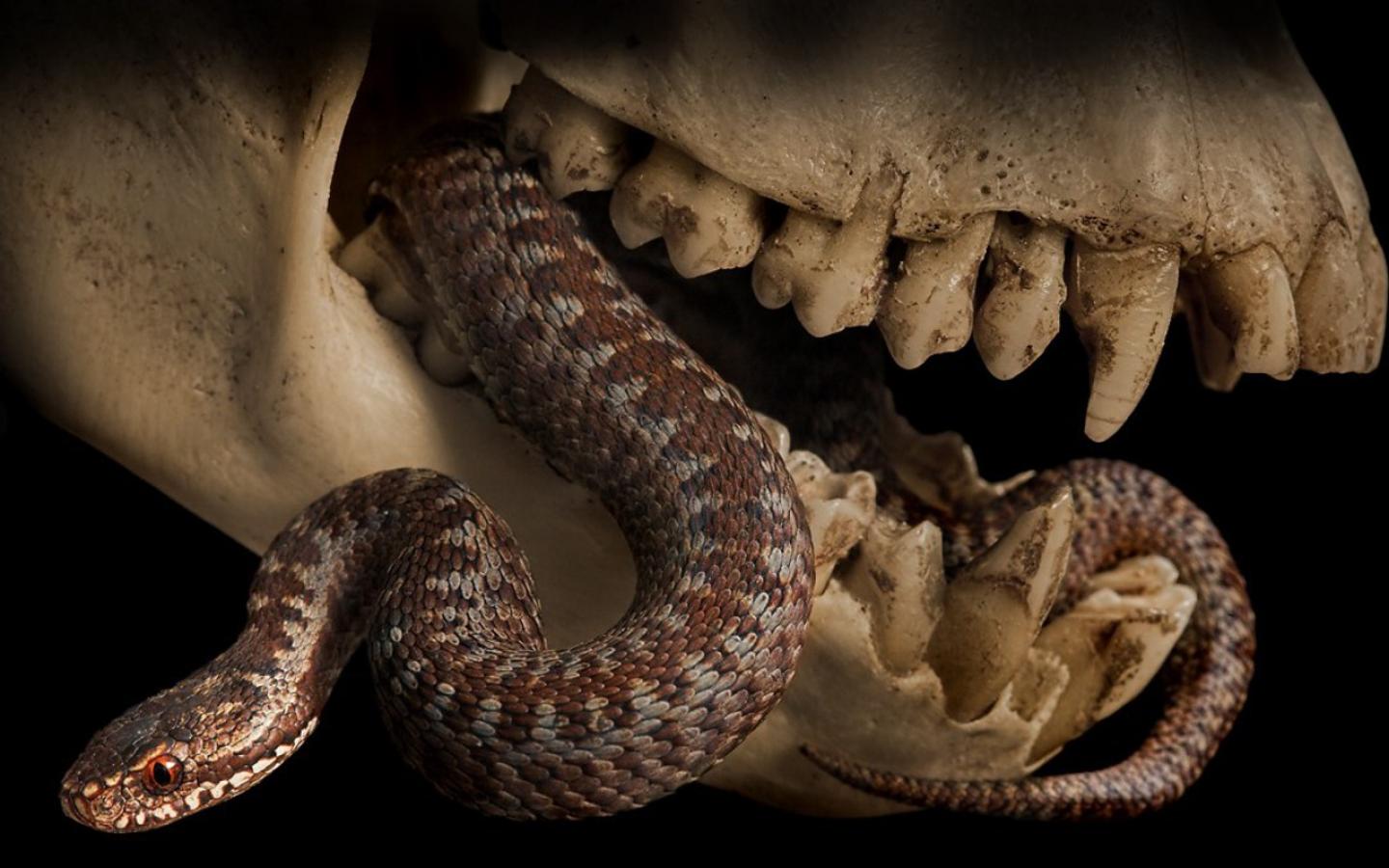 Snake Skull Wallpapers - Wallpaper Cave