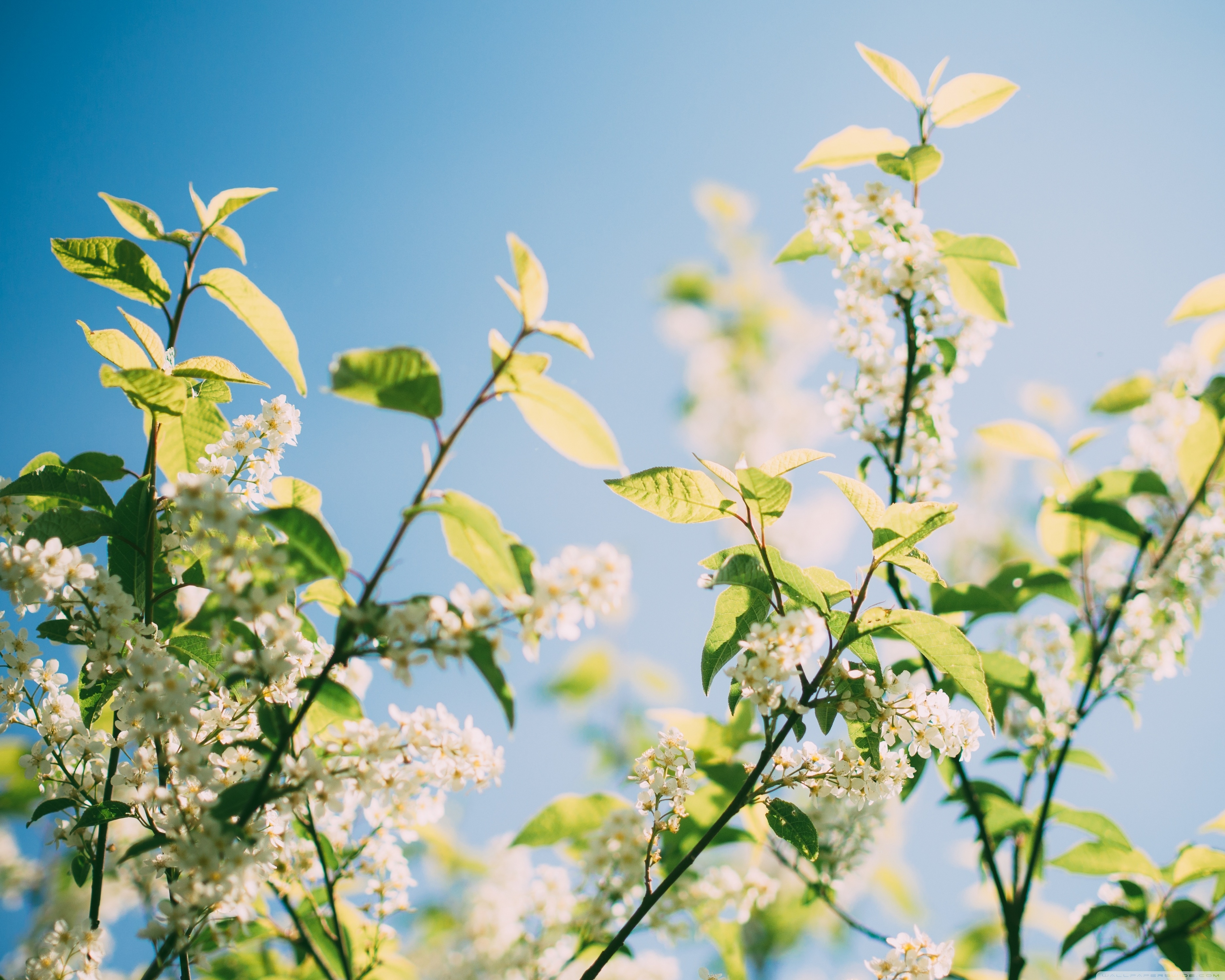 Spring Sunlight Wallpapers - Wallpaper Cave