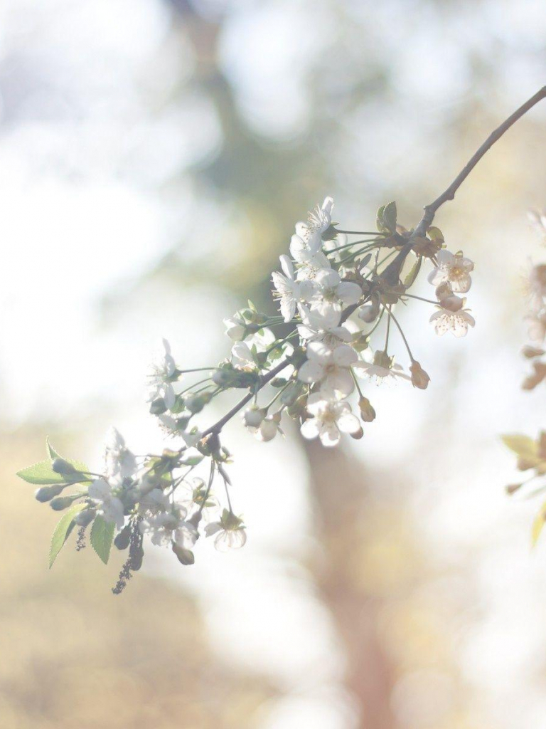 Vintage Spring Flowers Wallpapers - Wallpaper Cave