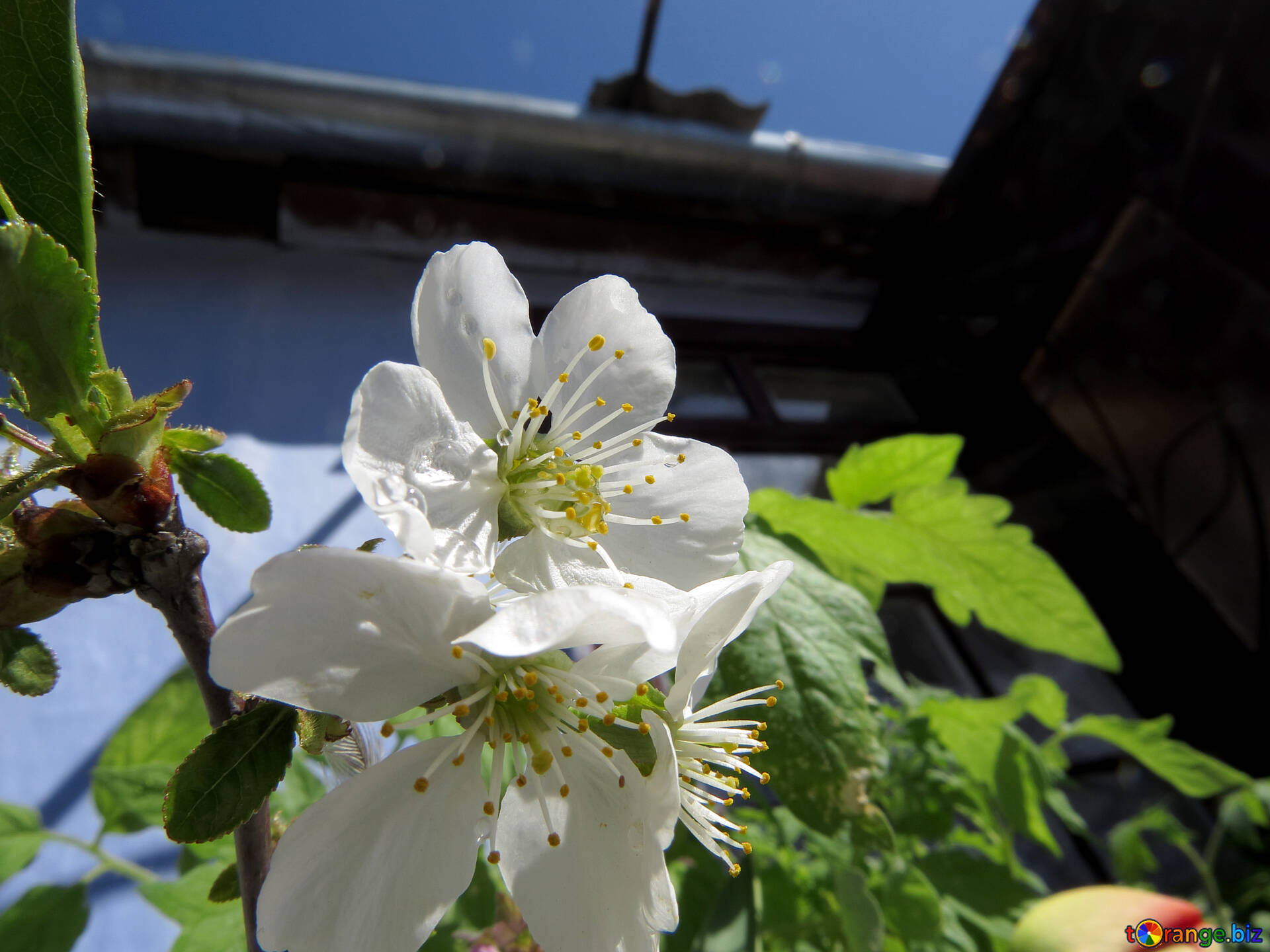 Village Spring Flowers Wallpapers - Wallpaper Cave