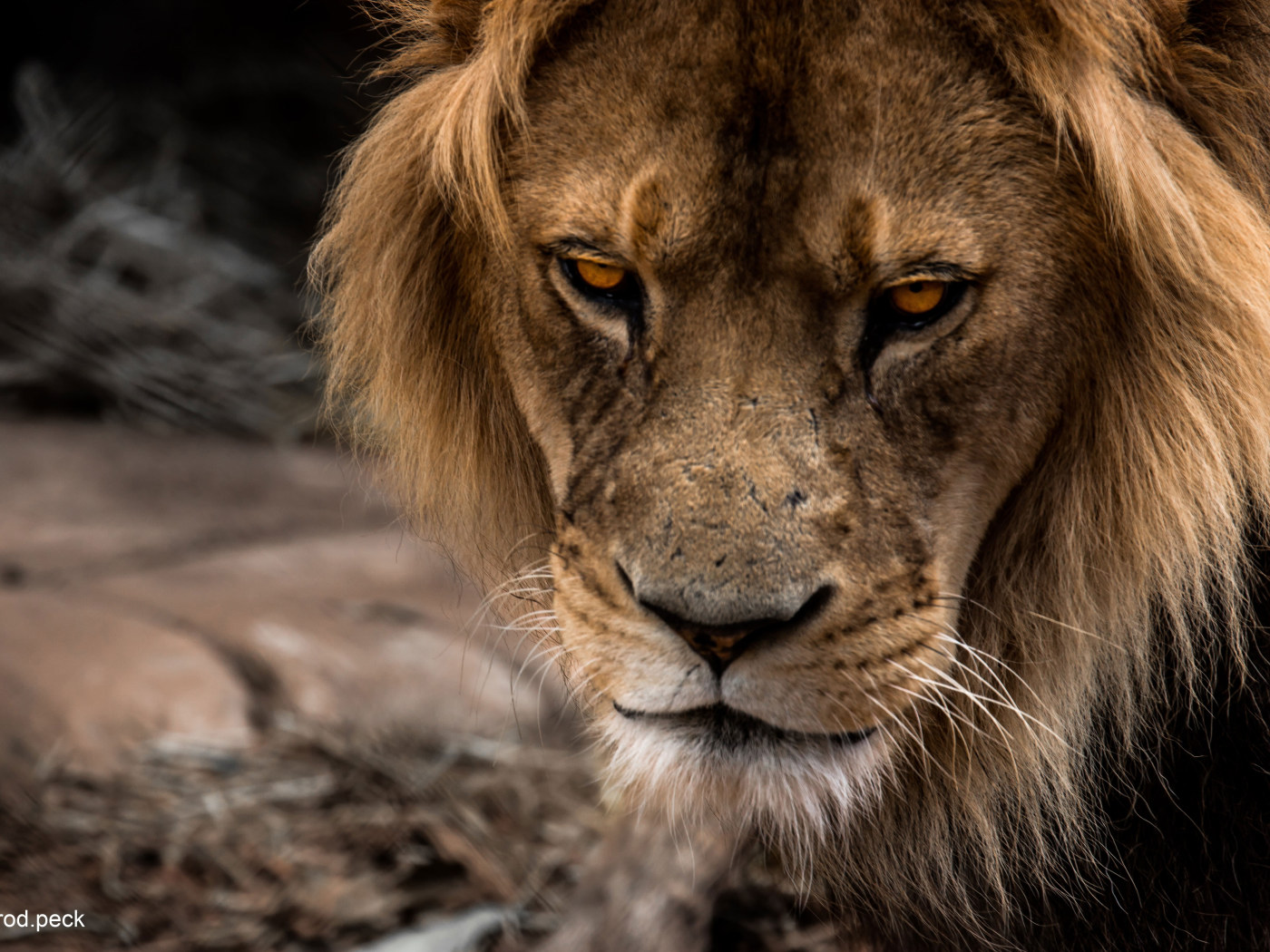 Sad Lion Wallpapers - Wallpaper Cave