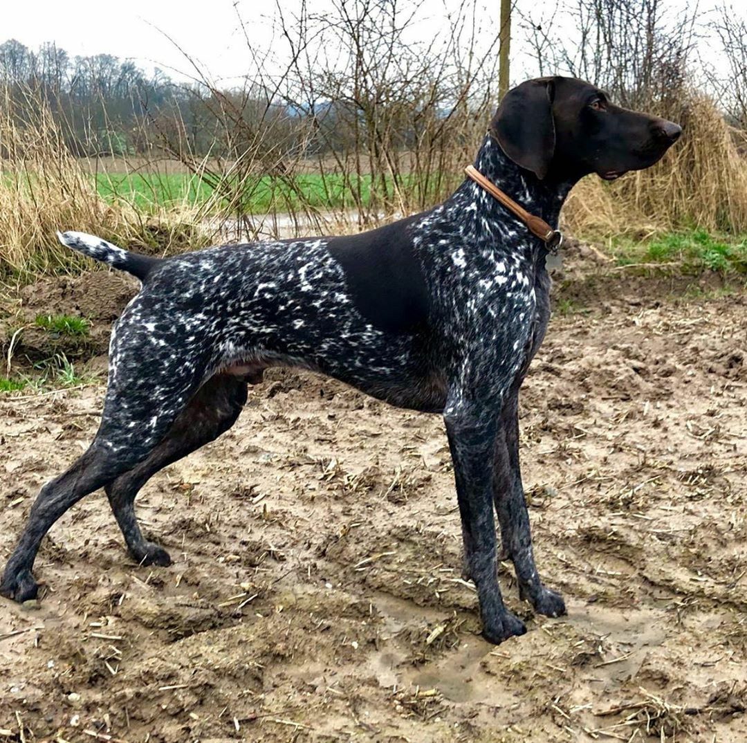 Black German Short Tail Pointer Wallpapers - Wallpaper Cave