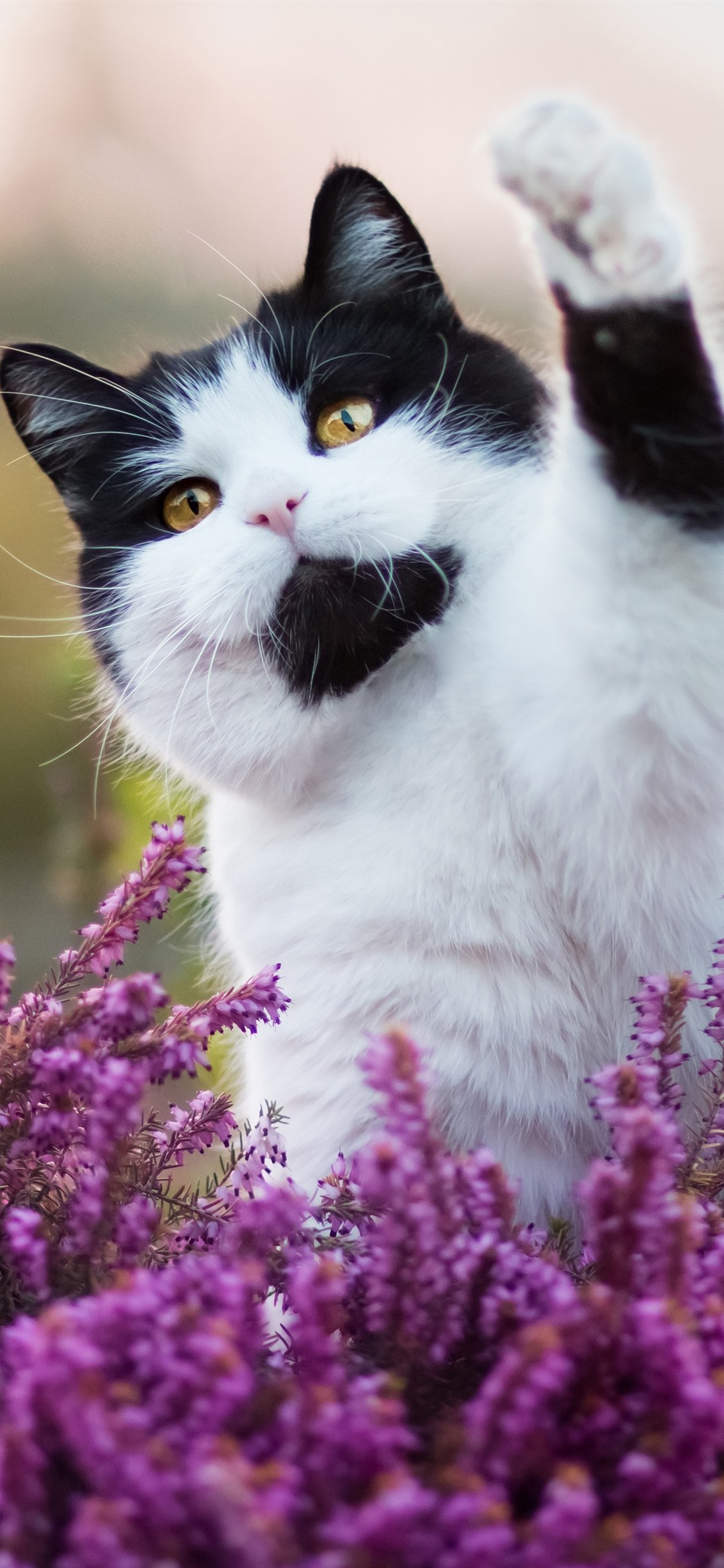 Funny Hello Wallpapers - Wallpaper Cave