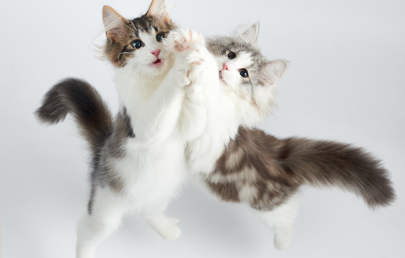 Cat Dance Wallpapers - Wallpaper Cave