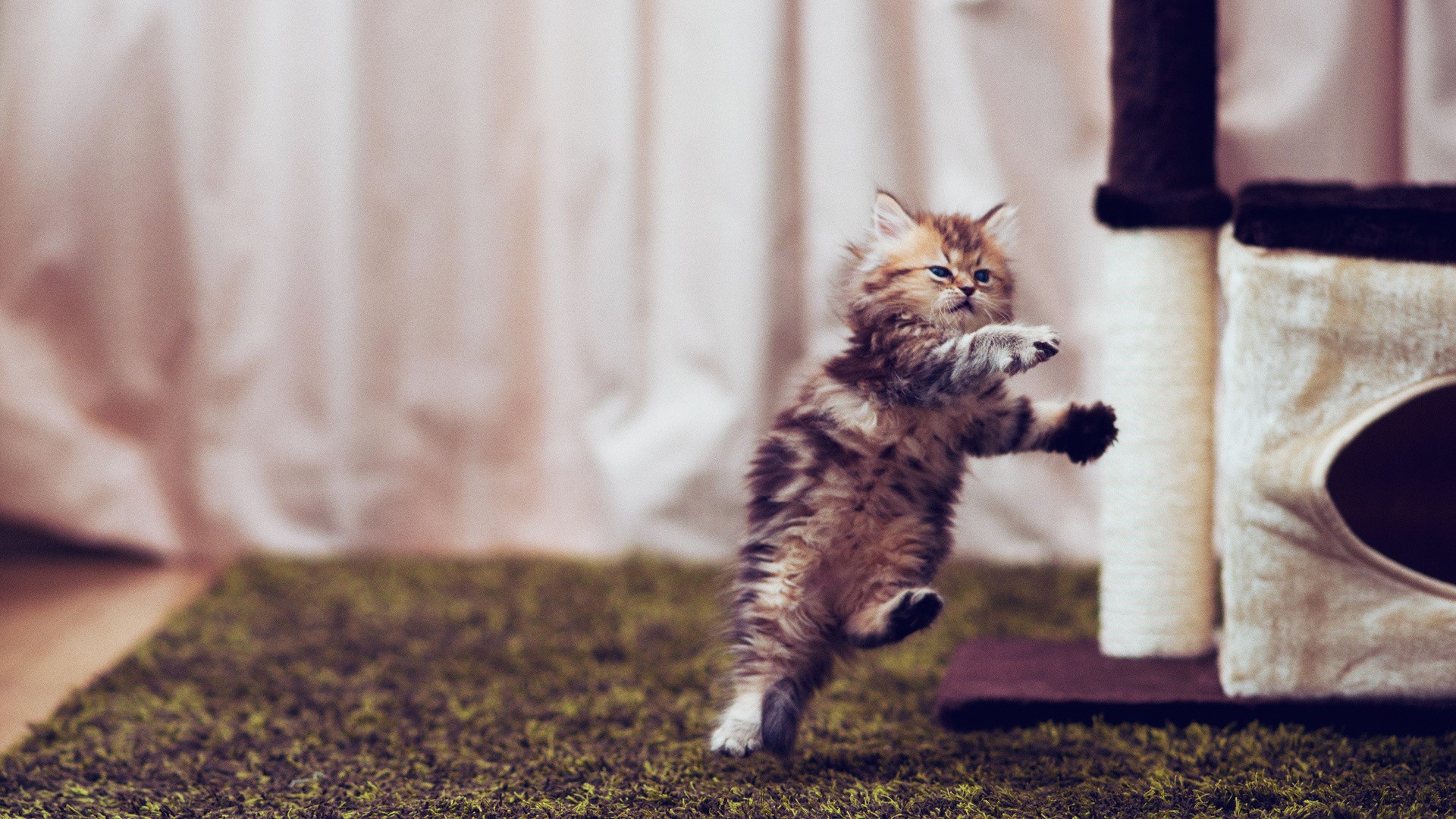 Cat Dance Wallpapers - Wallpaper Cave