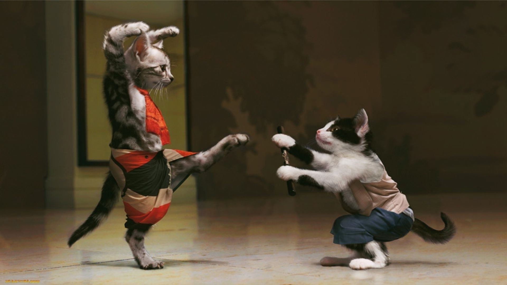 Cat Dance Wallpapers - Wallpaper Cave