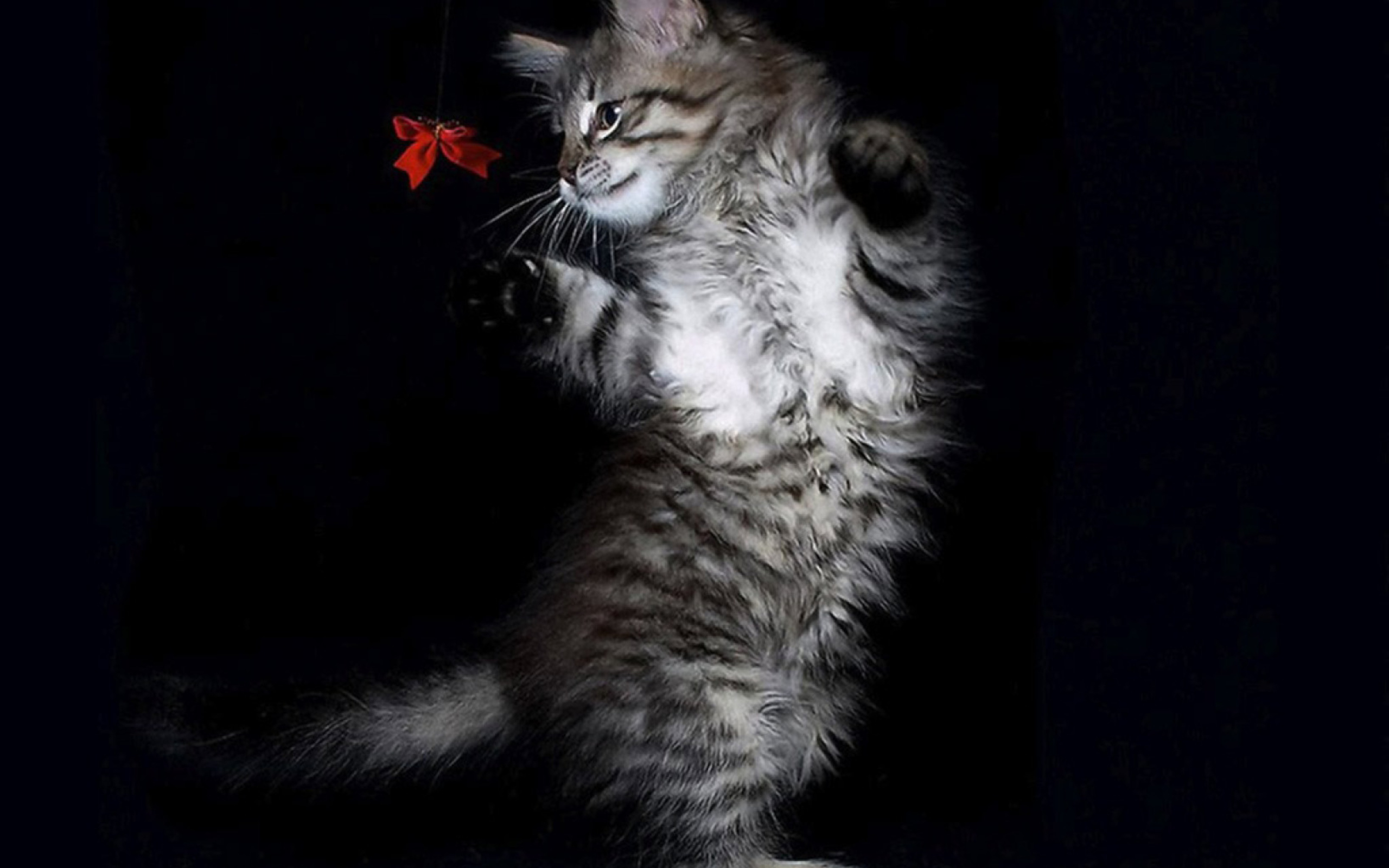 Cat Dancing Wallpapers - Wallpaper Cave