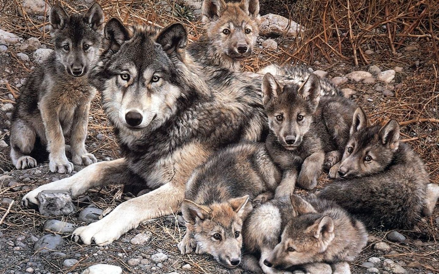 Wolf Family Wallpapers - Wallpaper Cave
