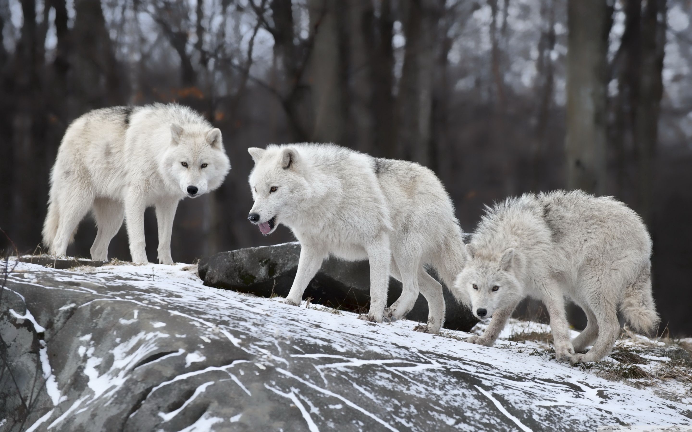 Wolf Family Wallpapers - Wallpaper Cave