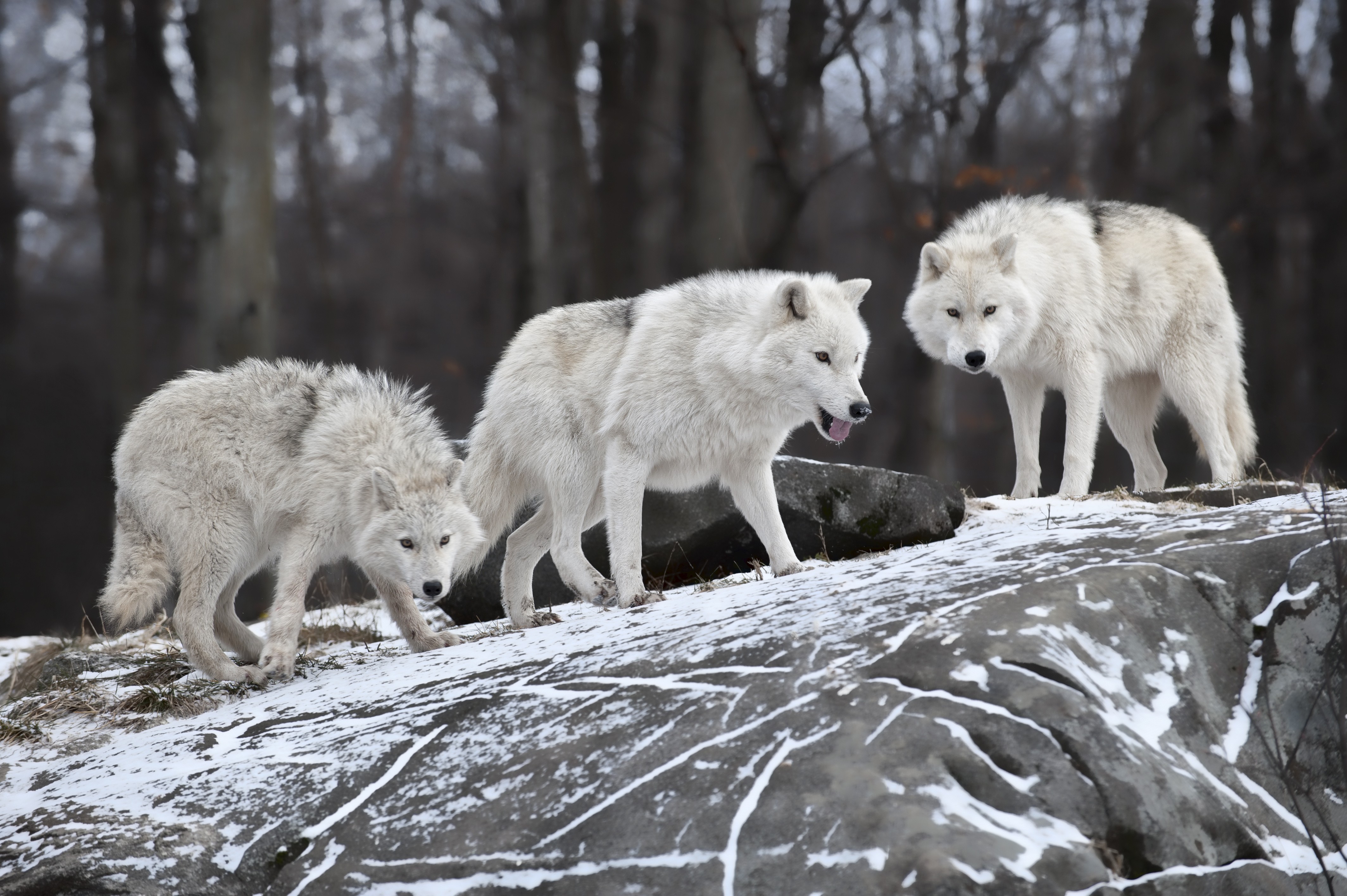 Wolf Family Wallpapers - Wallpaper Cave
