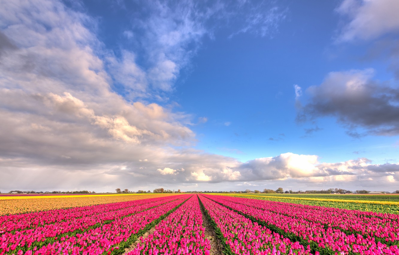Spring Flower Field Wallpapers - Wallpaper Cave
