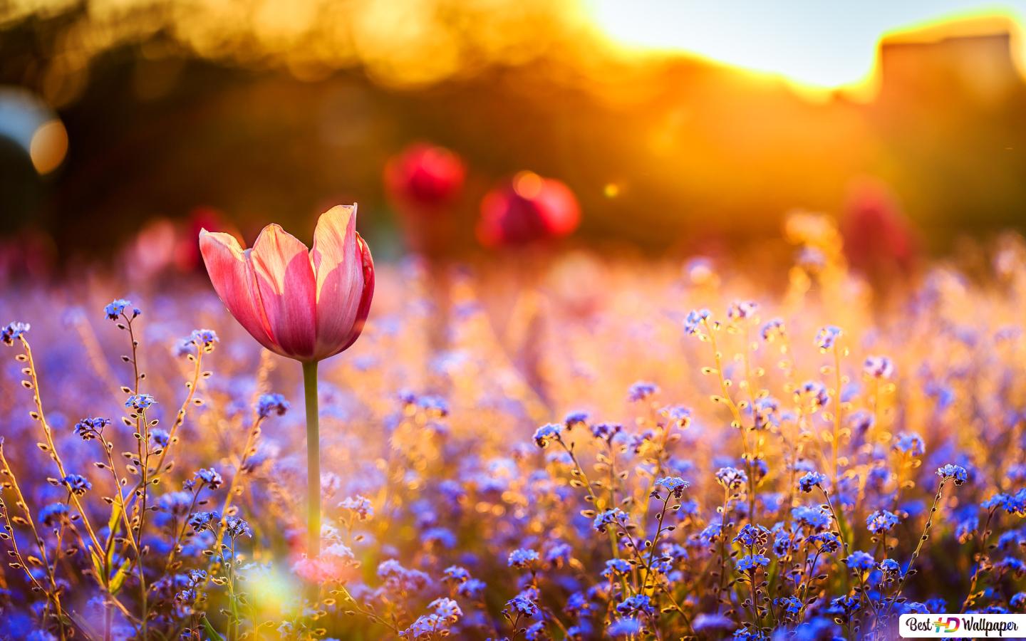 Spring Flower Field Wallpapers - Wallpaper Cave