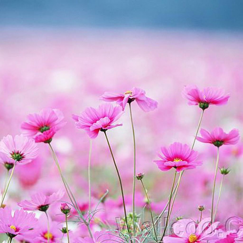 Spring Flower Field Wallpapers - Wallpaper Cave