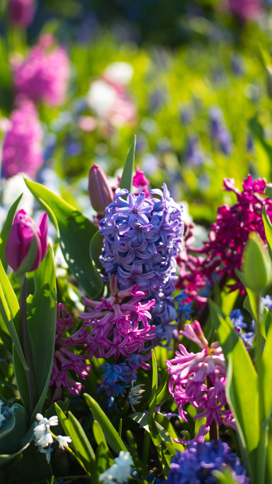 Spring Flower Field Wallpapers - Wallpaper Cave