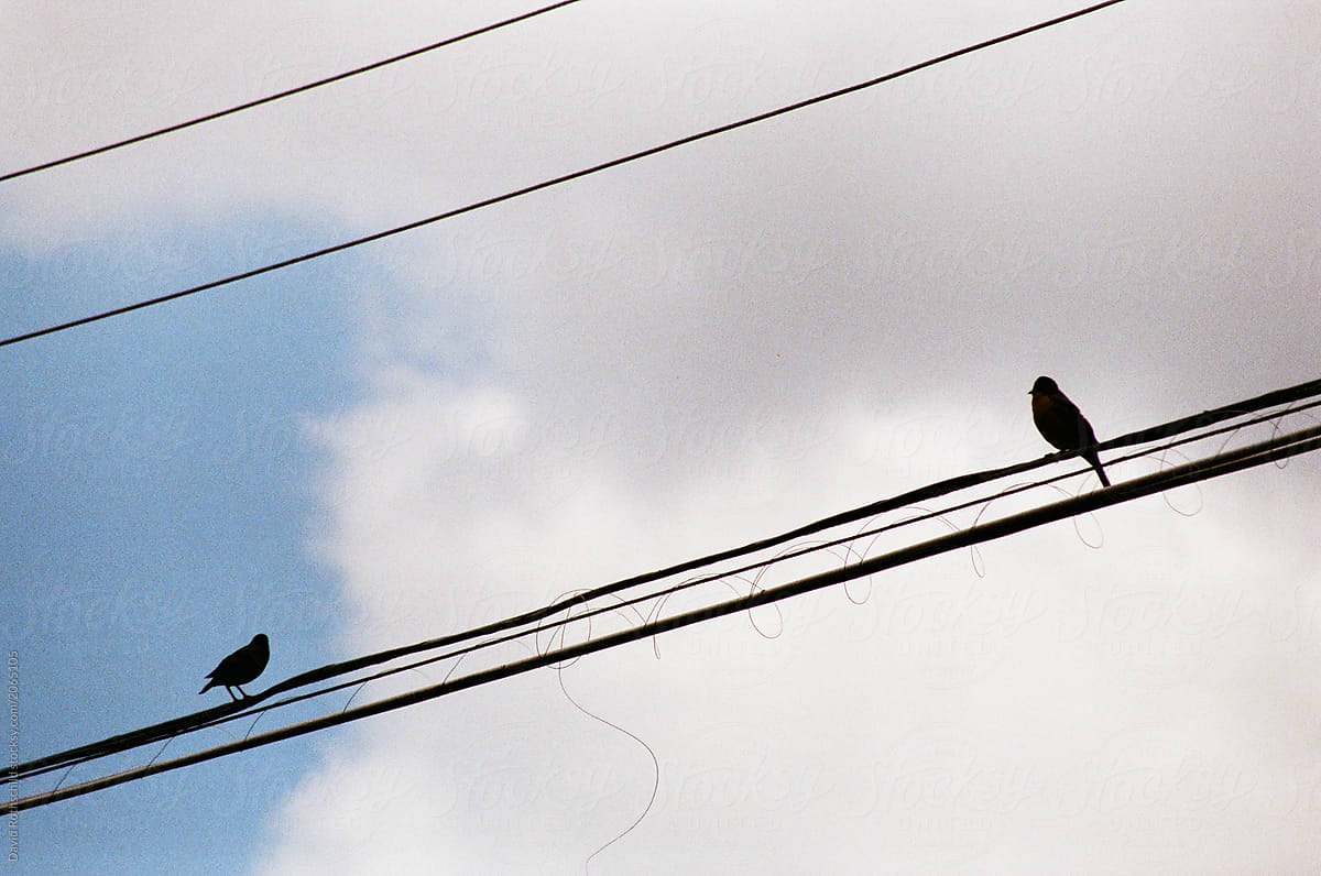 Two Birds On Wire Wallpapers - Wallpaper Cave
