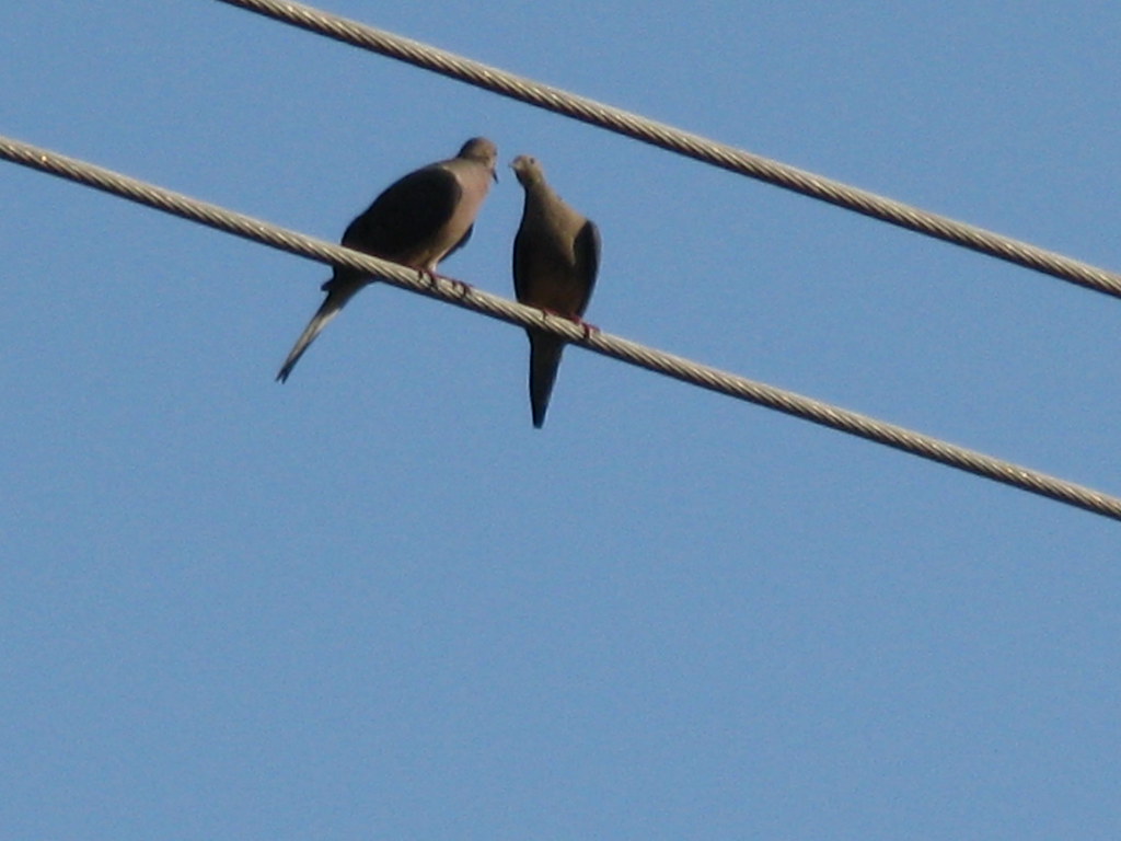 Two Birds On Wire Wallpapers - Wallpaper Cave
