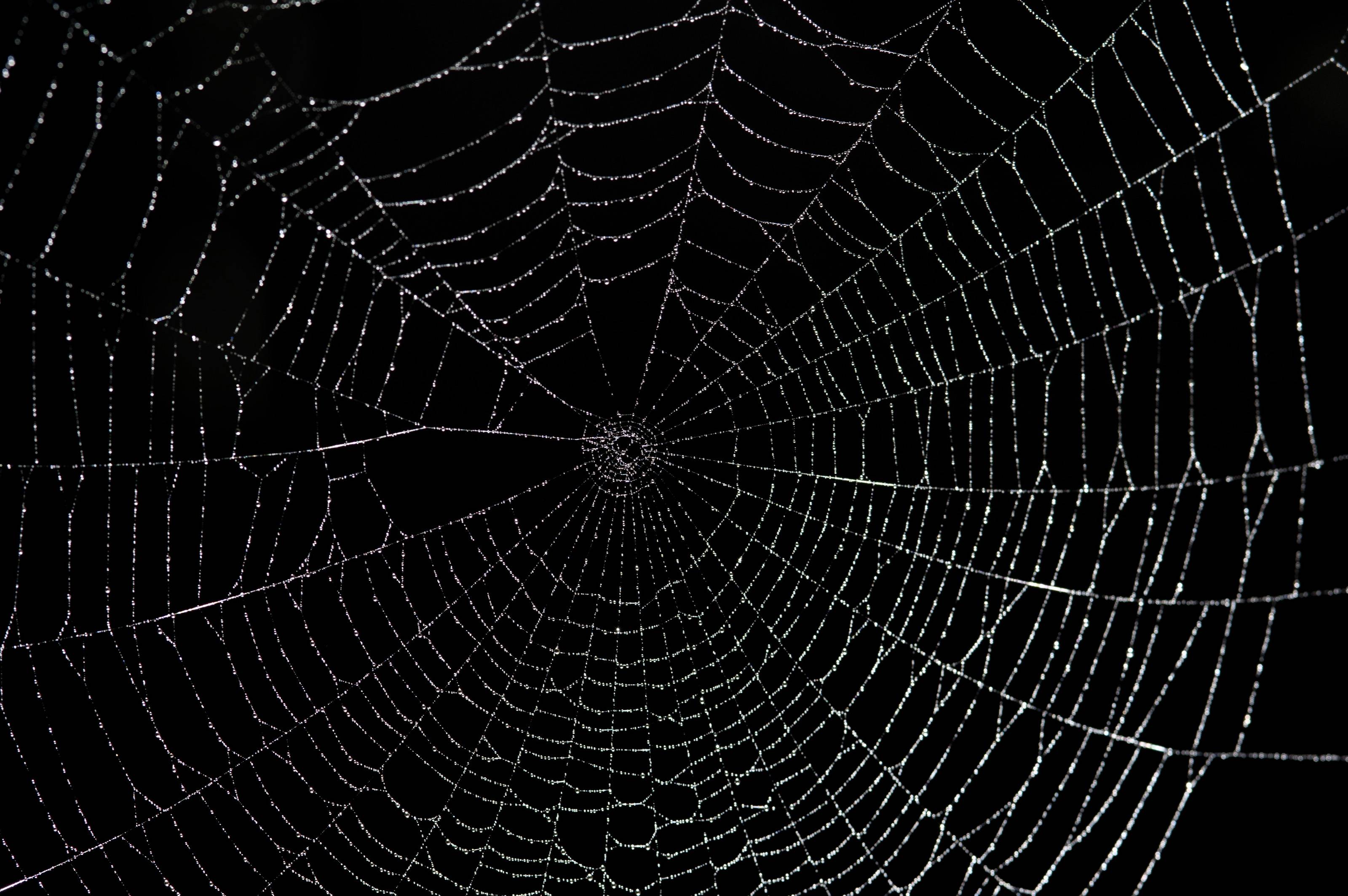 Cobweb Wallpapers - Wallpaper Cave