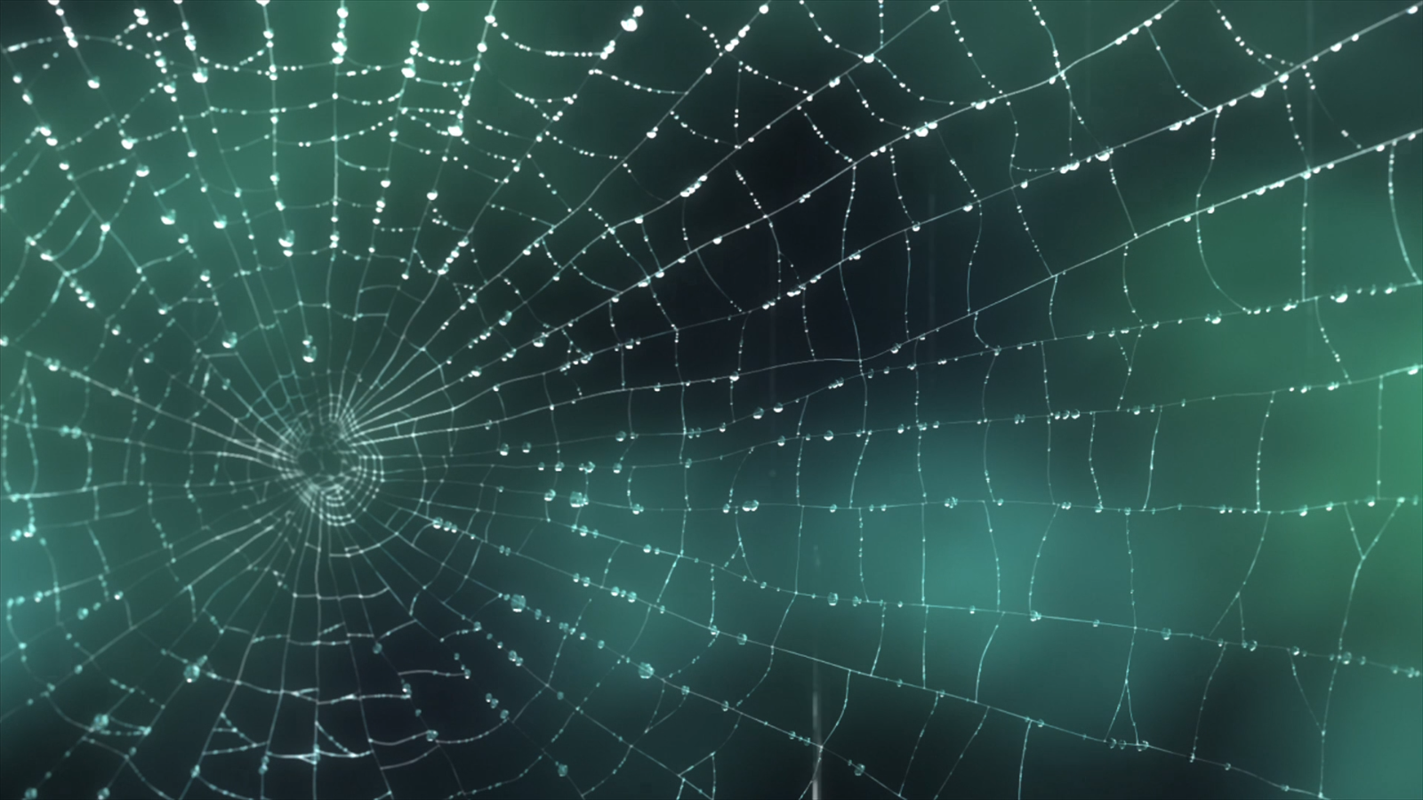 Cobweb Wallpapers - Wallpaper Cave