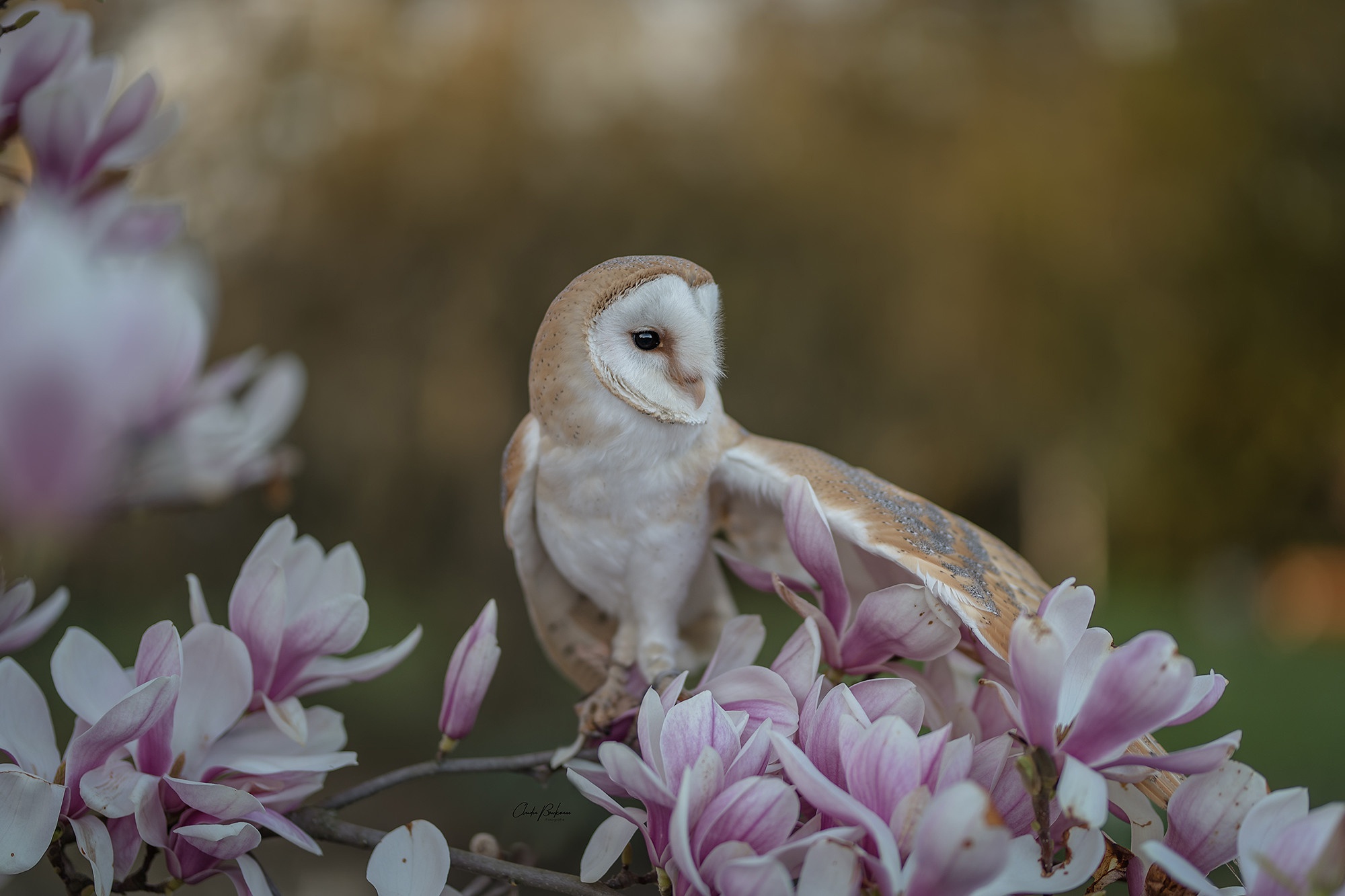 Owl Spring Wallpapers - Wallpaper Cave
