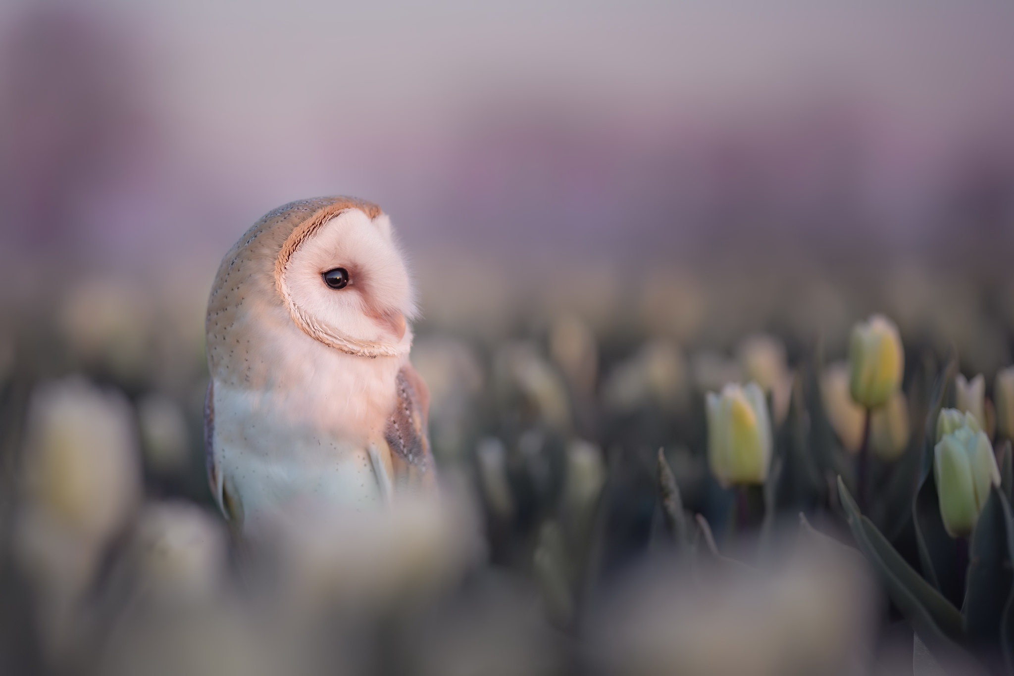 Owl Spring Wallpapers - Wallpaper Cave