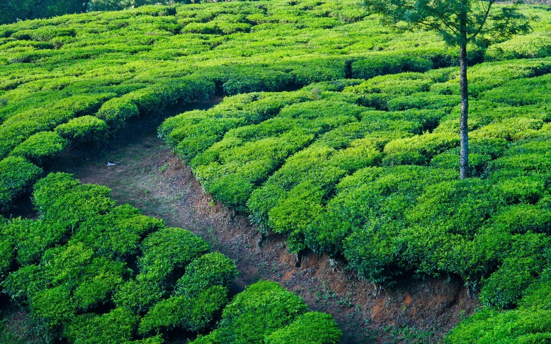 Tea Plantation Wallpapers - Wallpaper Cave