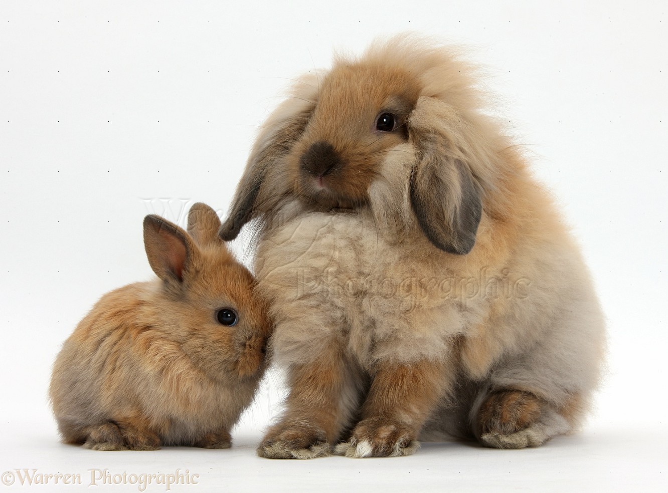 Lionhead Rabbit Wallpapers - Wallpaper Cave