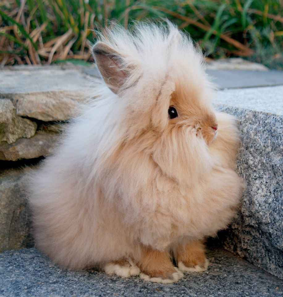 Lionhead Rabbit Wallpapers - Wallpaper Cave