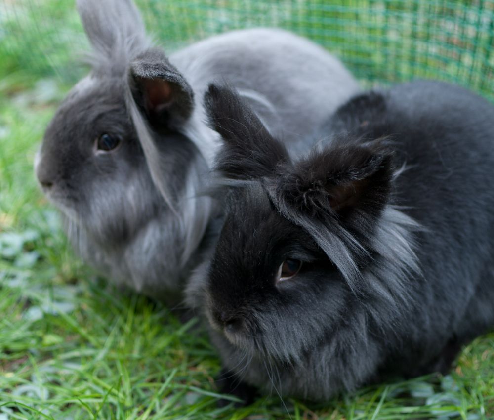 Lionhead Rabbit Wallpapers - Wallpaper Cave