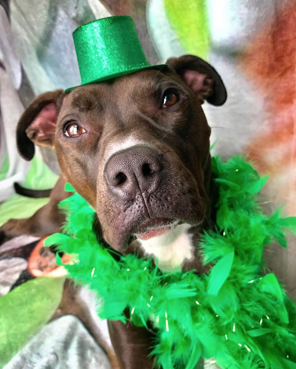 Saint Patrick's Day Dogs Wallpapers - Wallpaper Cave