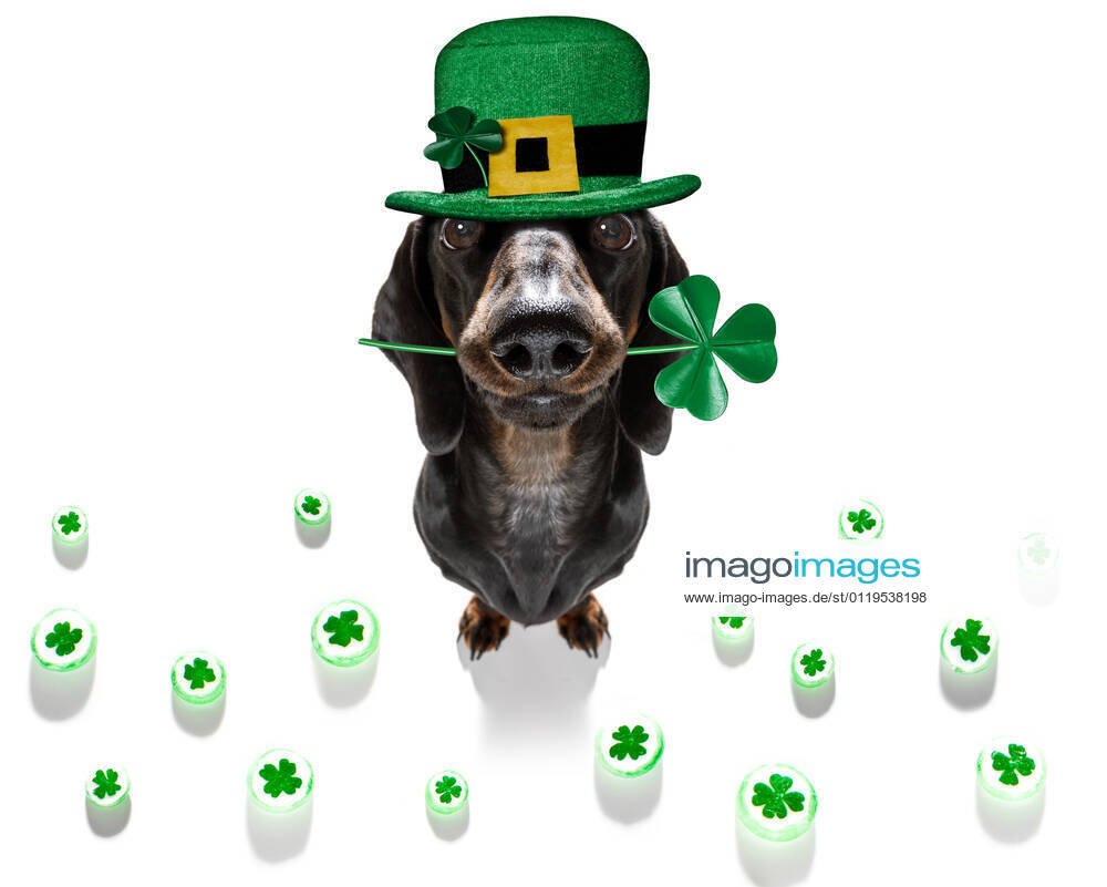 Saint Patrick's Day Dogs Wallpapers - Wallpaper Cave