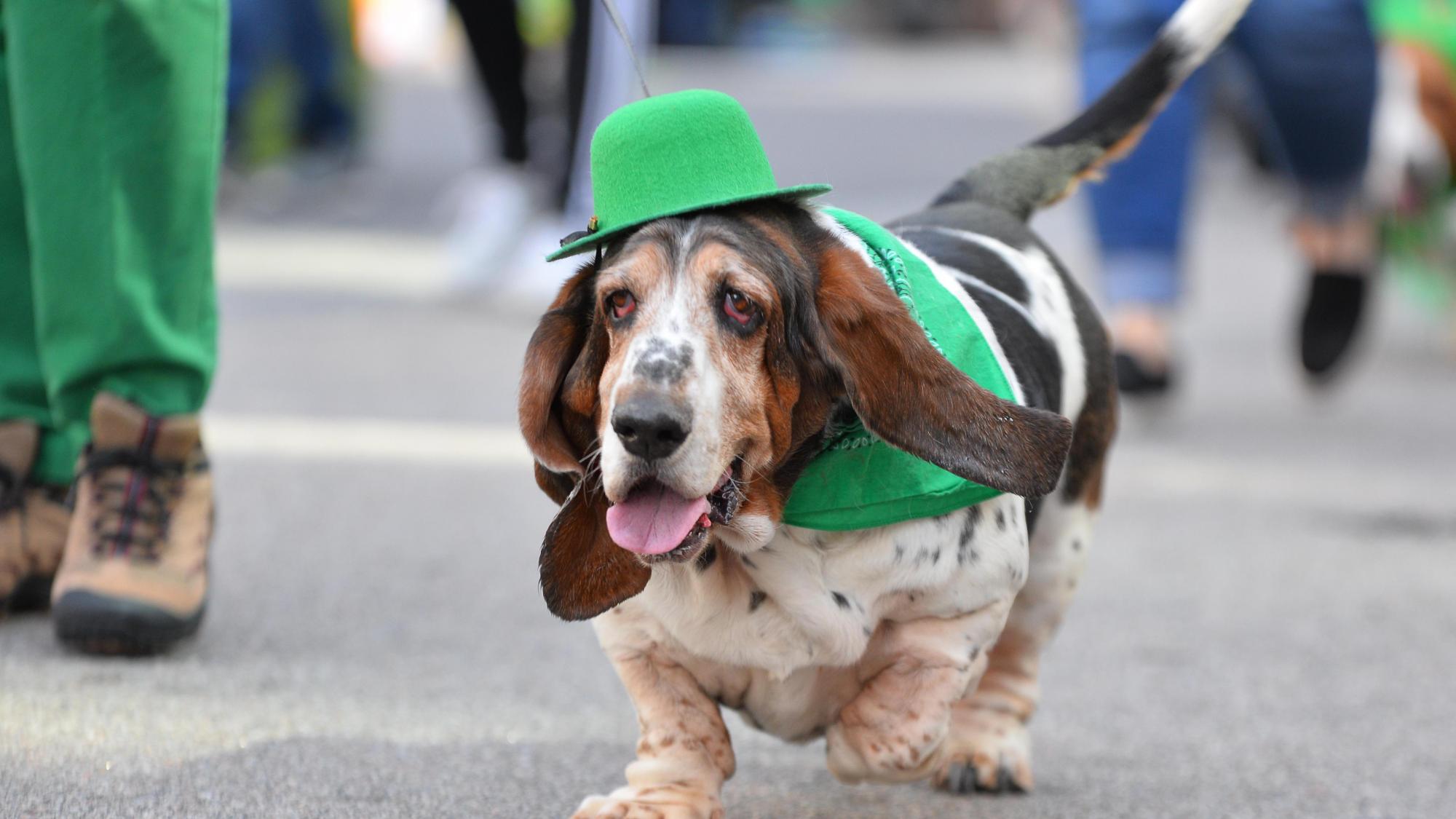 Saint Patrick's Day Dogs Wallpapers - Wallpaper Cave