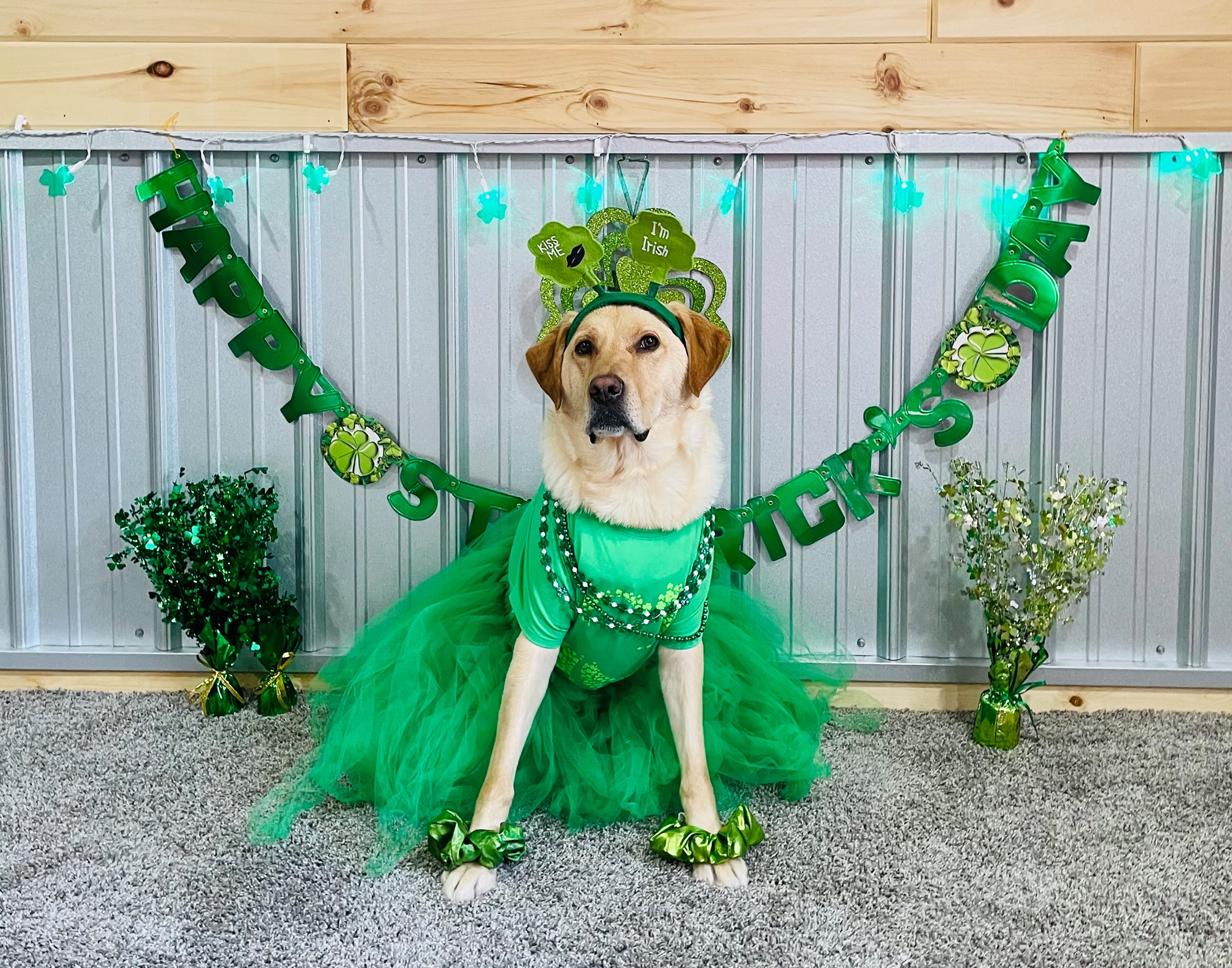 Saint Patrick's Day Dogs Wallpapers - Wallpaper Cave