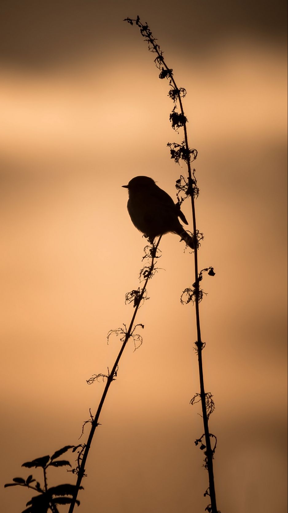 Shadow Bird Wallpapers - Wallpaper Cave