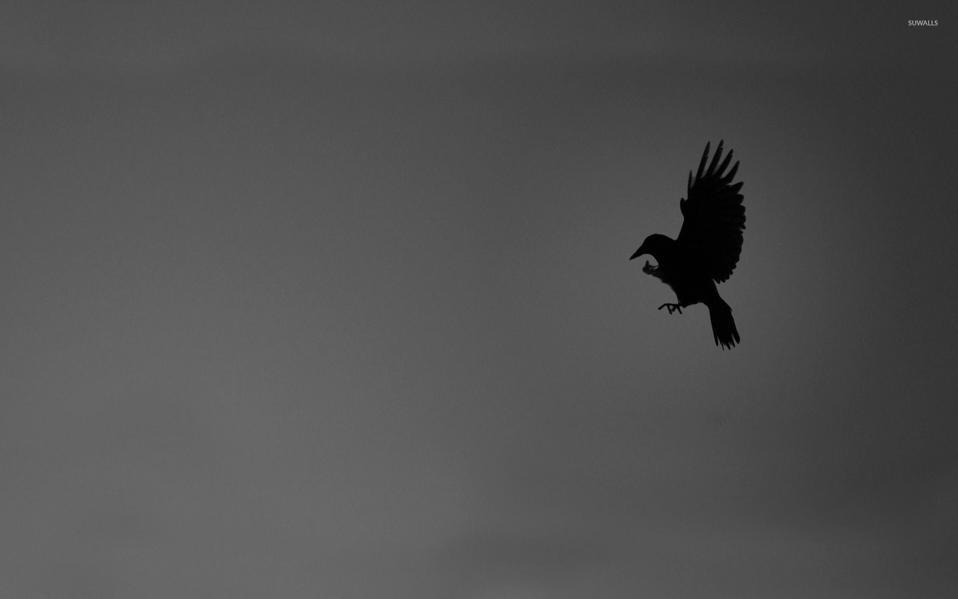 Shadow Bird Wallpapers - Wallpaper Cave