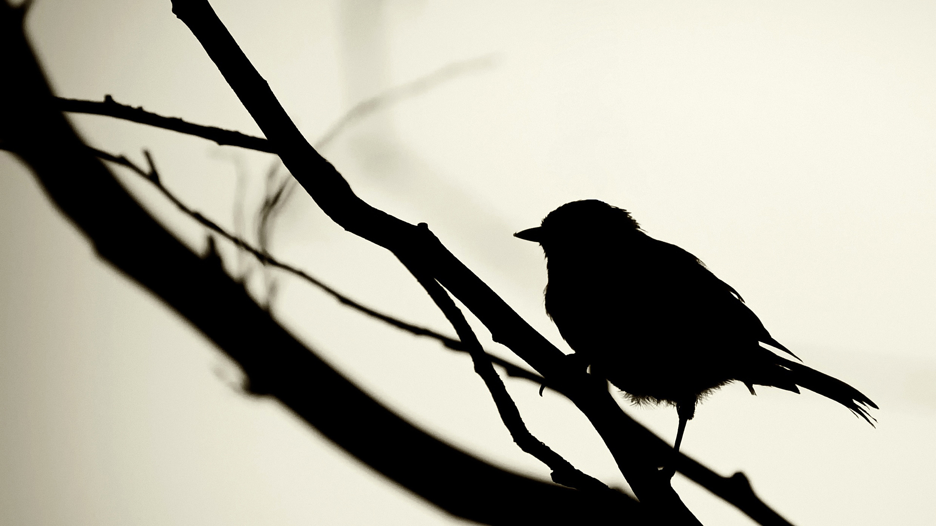 Shadow Bird Wallpapers - Wallpaper Cave