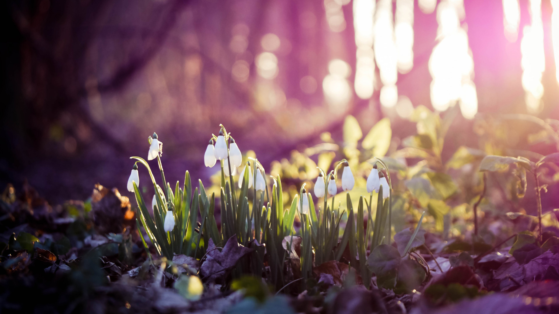 Bright Spring Wallpapers - Wallpaper Cave