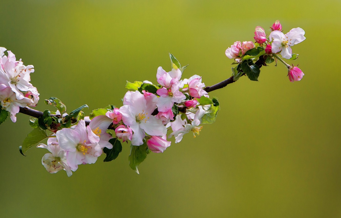 Cute Spring Macbook Wallpapers - Wallpaper Cave